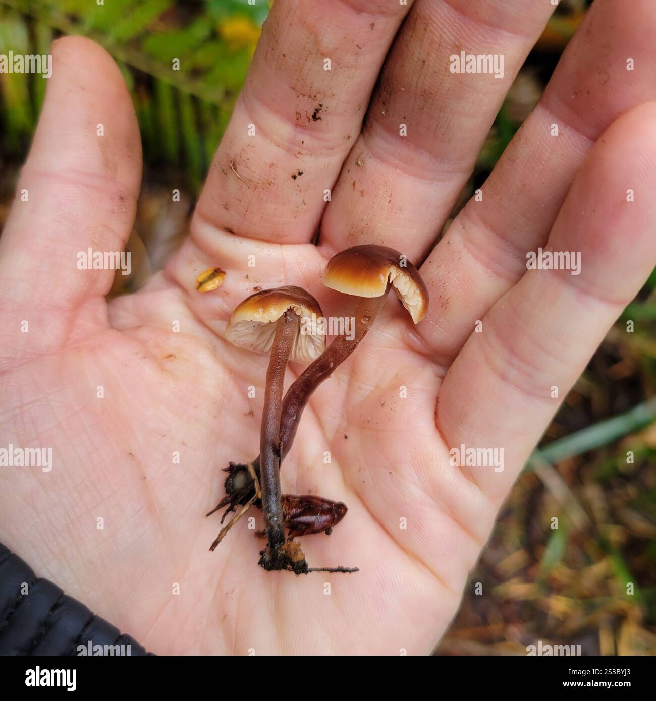 Cucumber Cap (Macrocystidia cucumis Stock Photo - Alamy