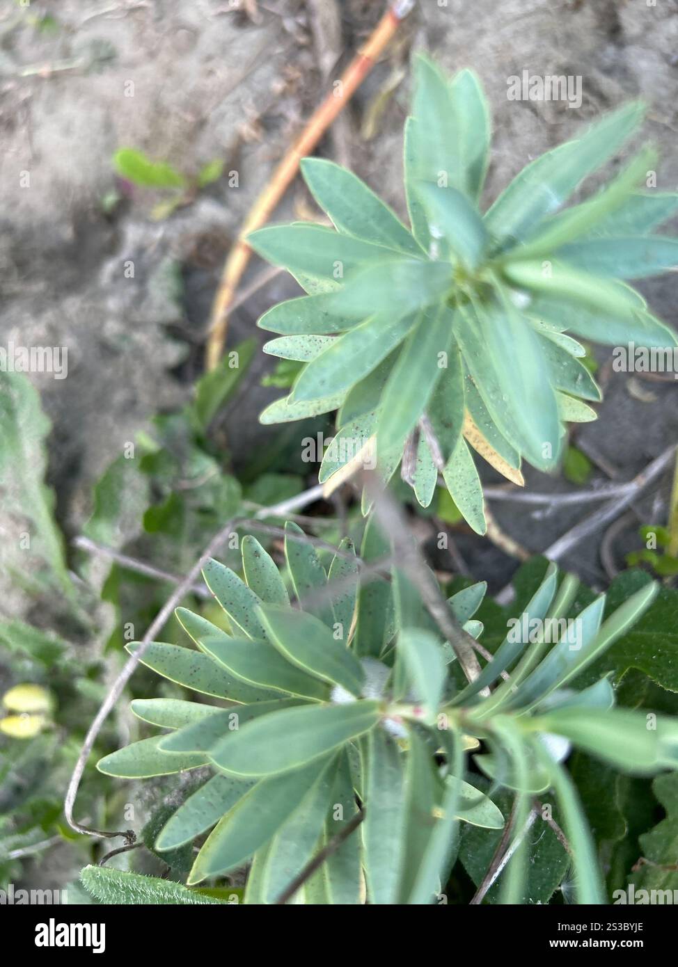 Shore Spurge (Euphorbia glauca Stock Photo - Alamy