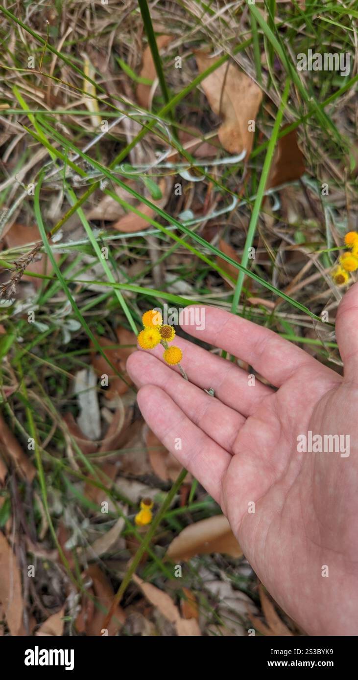Common Everlasting (Chrysocephalum apiculatum Stock Photo - Alamy