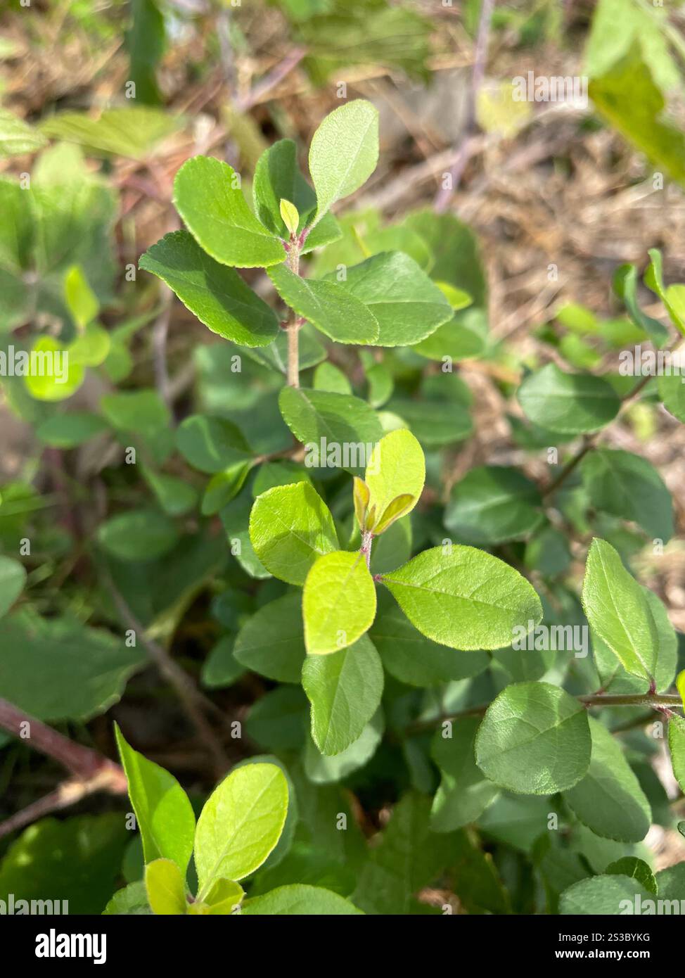 Stretchberry (Forestiera pubescens Stock Photo - Alamy