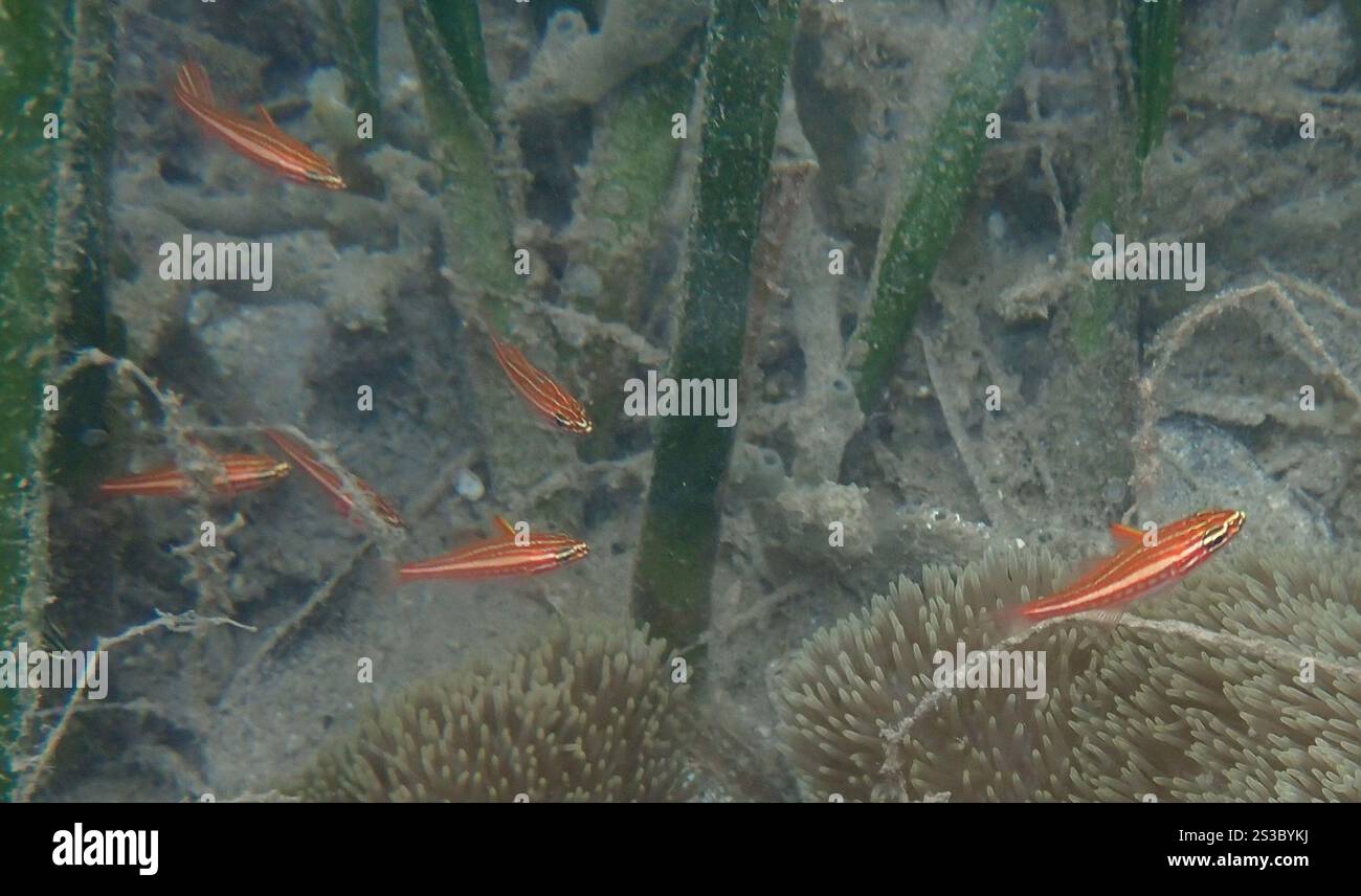 Red-striped Cardinalfish (Ostorhinchus margaritophorus Stock Photo - Alamy
