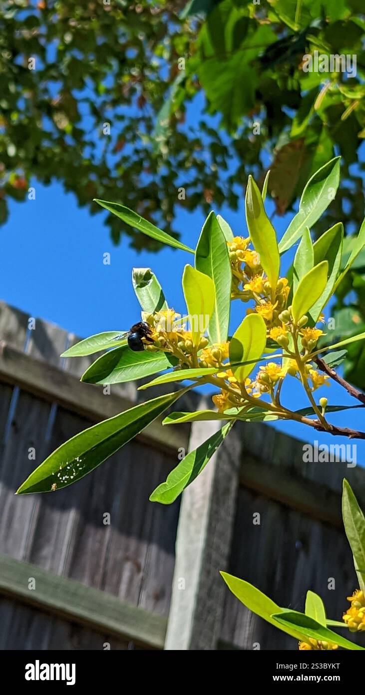 Peacock carpenter bee hi-res stock photography and images - Alamy
