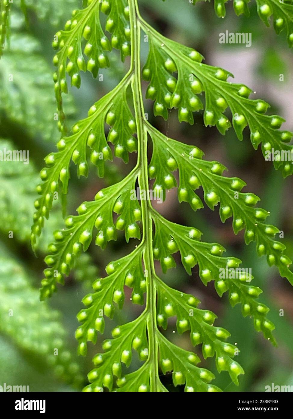 rabbit's foot ferns (Davallia Stock Photo - Alamy