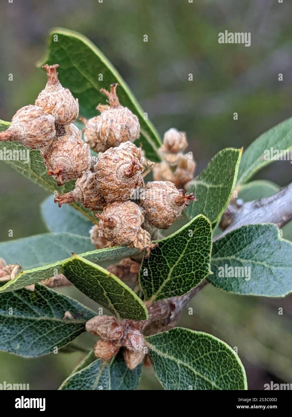 California scrub oak (Quercus berberidifolia Stock Photo - Alamy