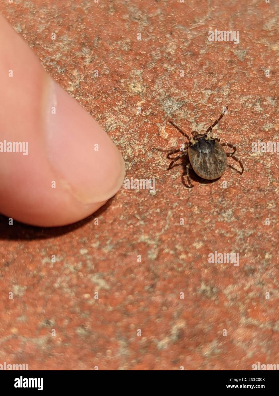 Kangaroo Tick (Amblyomma triguttatum Stock Photo - Alamy