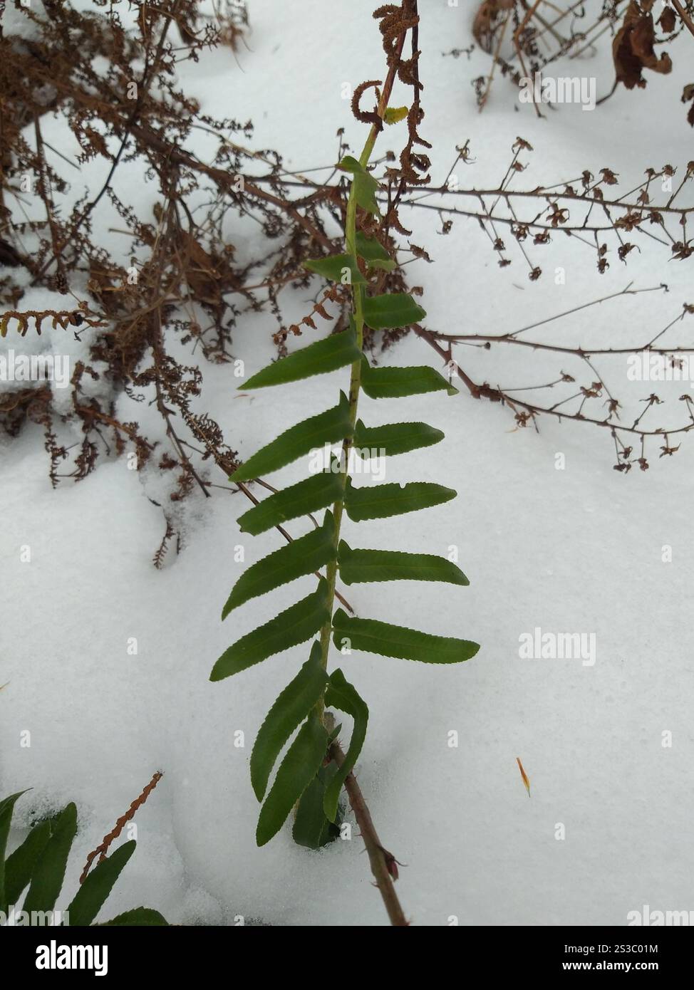 Christmas fern (Polystichum acrostichoides Stock Photo - Alamy