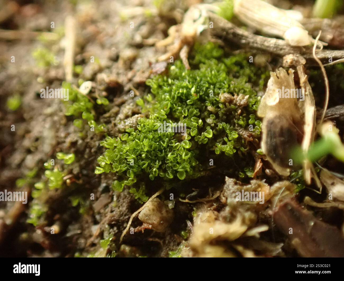 Texas Balloonwort (Sphaerocarpos texanus Stock Photo - Alamy