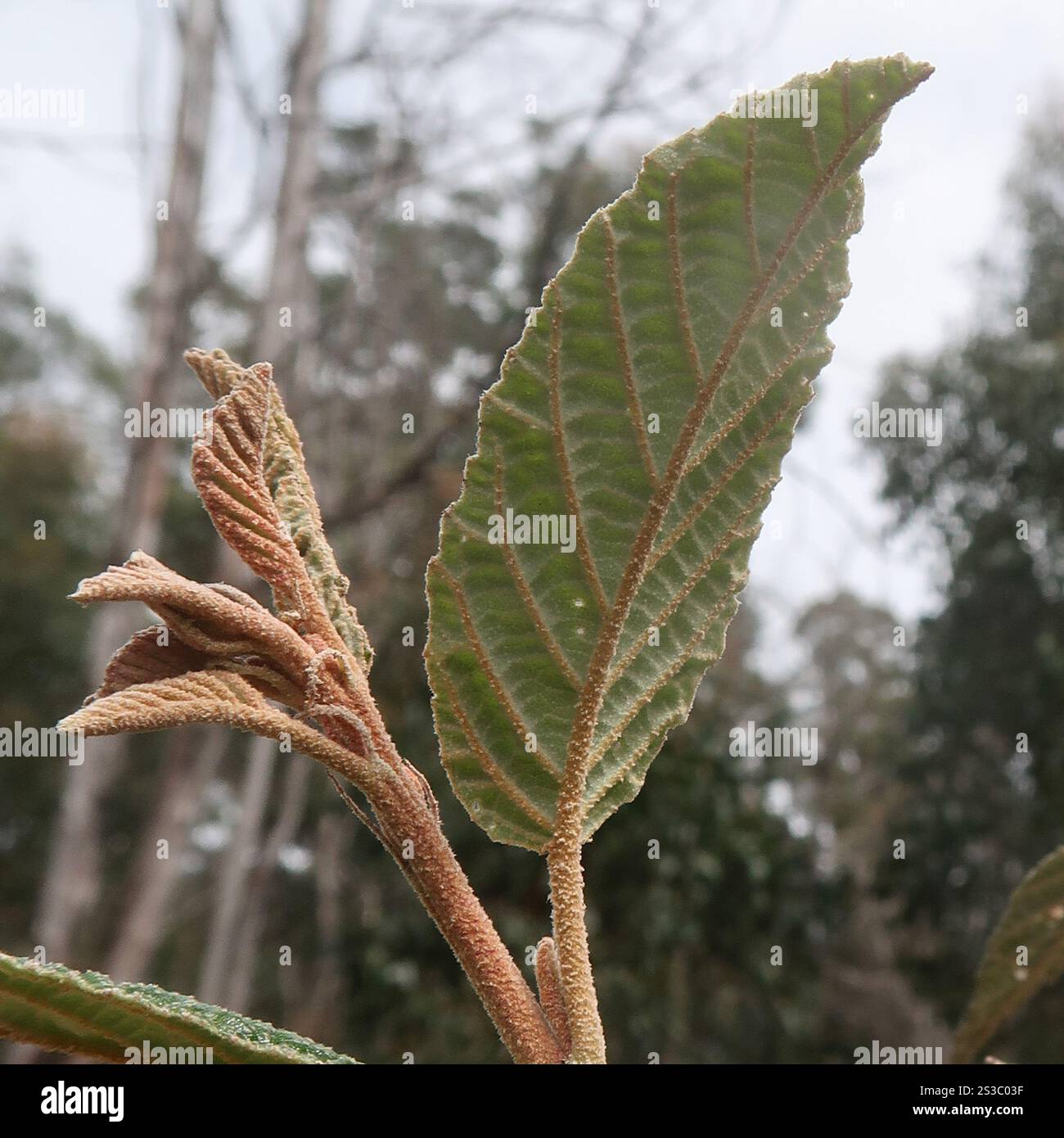 Tainui (Pomaderris apetala Stock Photo - Alamy