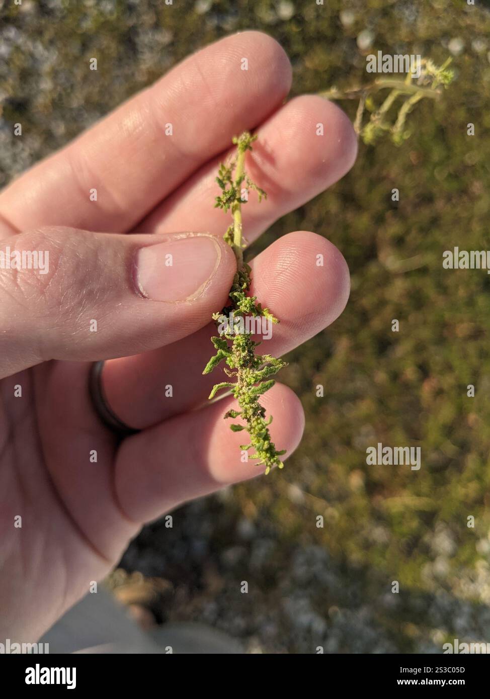 Clammy goosefoot (Dysphania pumilio Stock Photo - Alamy
