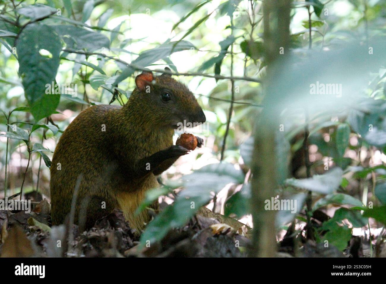 Central American Agouti (Dasyprocta punctata Stock Photo - Alamy