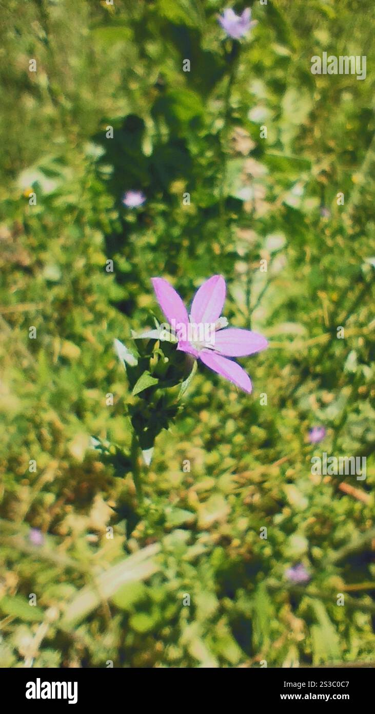 Triodanis biflora hi-res stock photography and images - Alamy