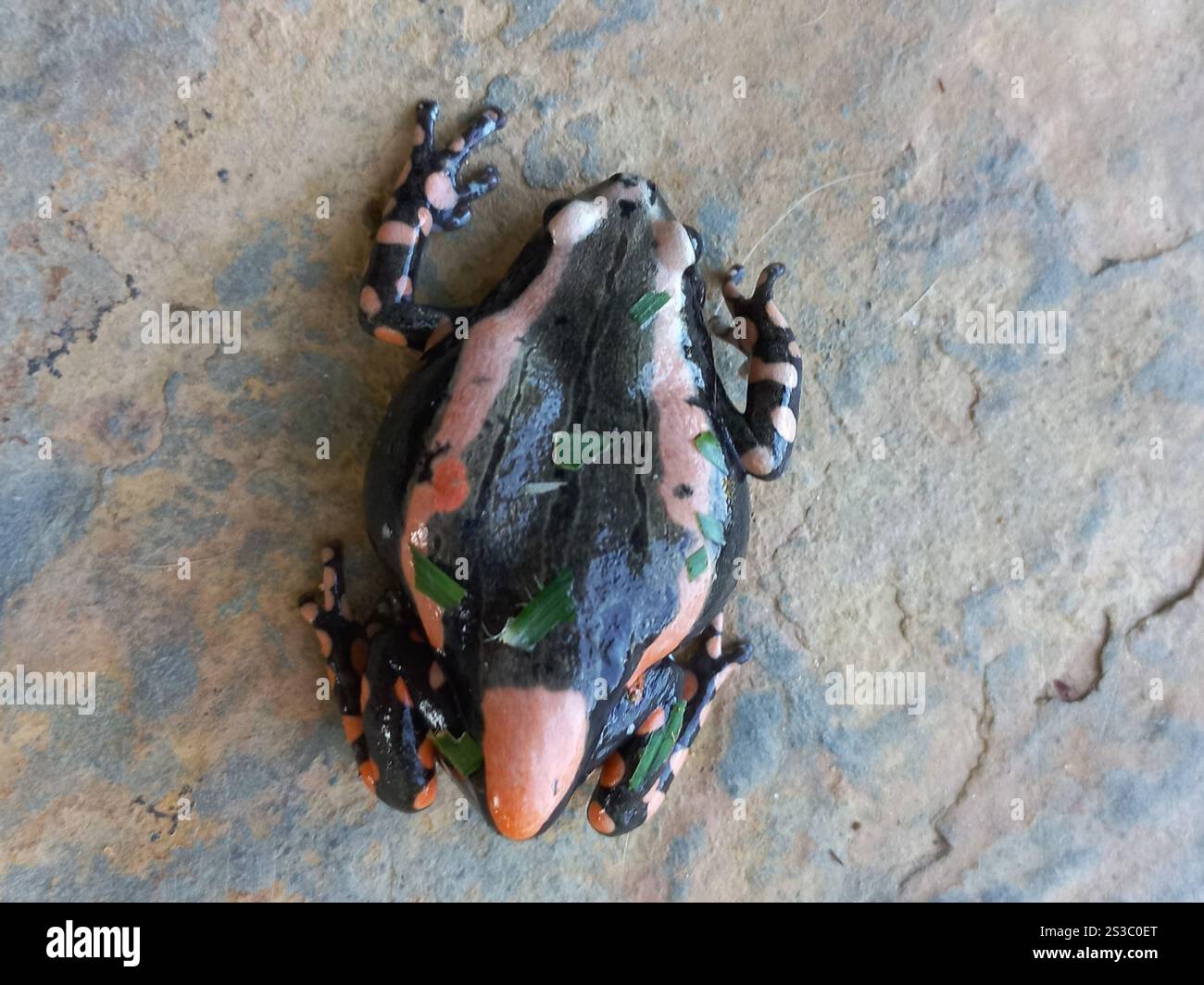Red-Banded Rubber Frog (Phrynomantis bifasciatus Stock Photo - Alamy