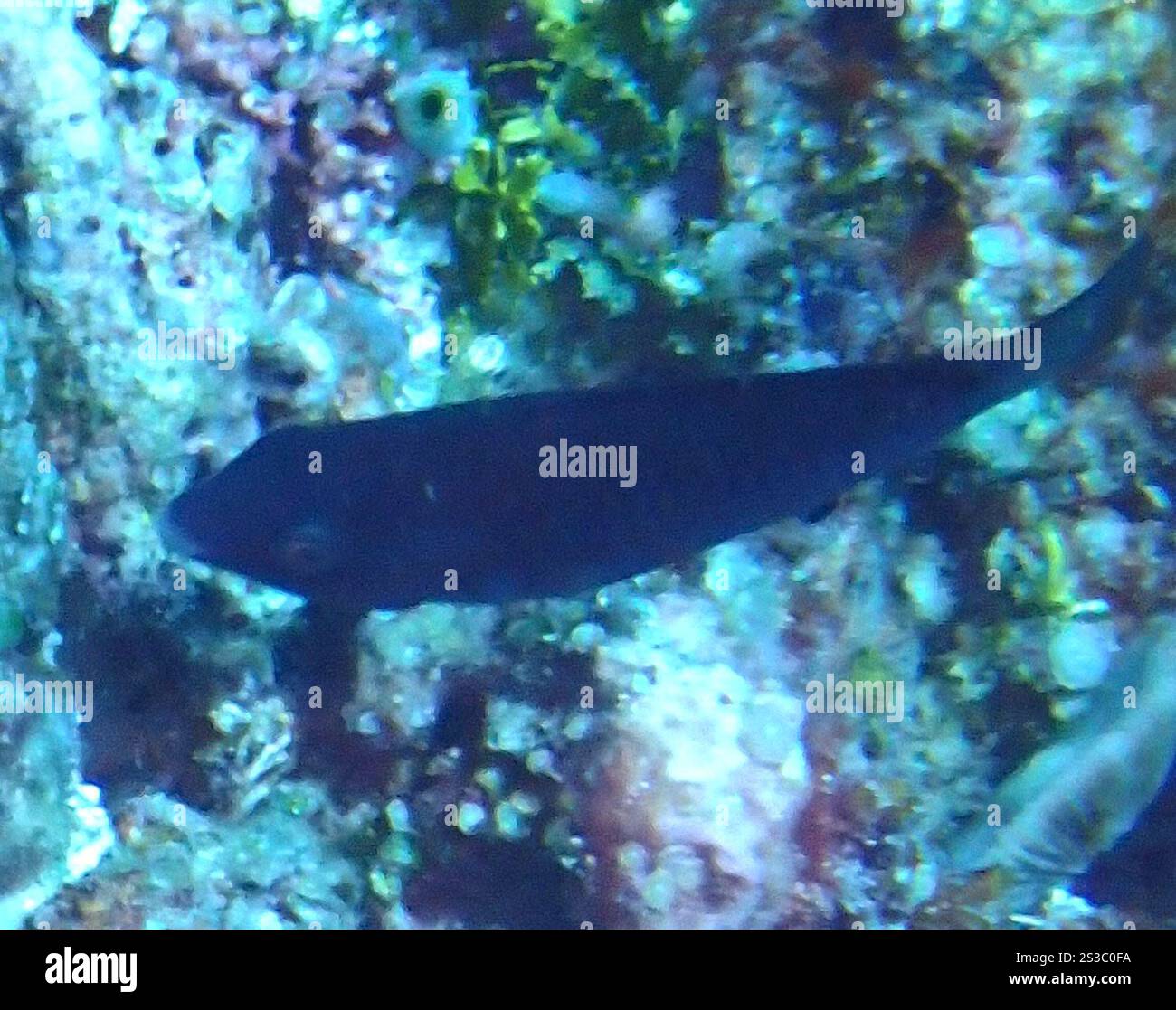 Star-eye Parrotfish (Calotomus carolinus Stock Photo - Alamy