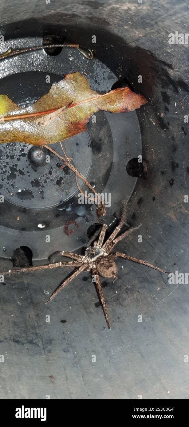 Wolf Spiders and Allies (Lycosoidea Stock Photo - Alamy