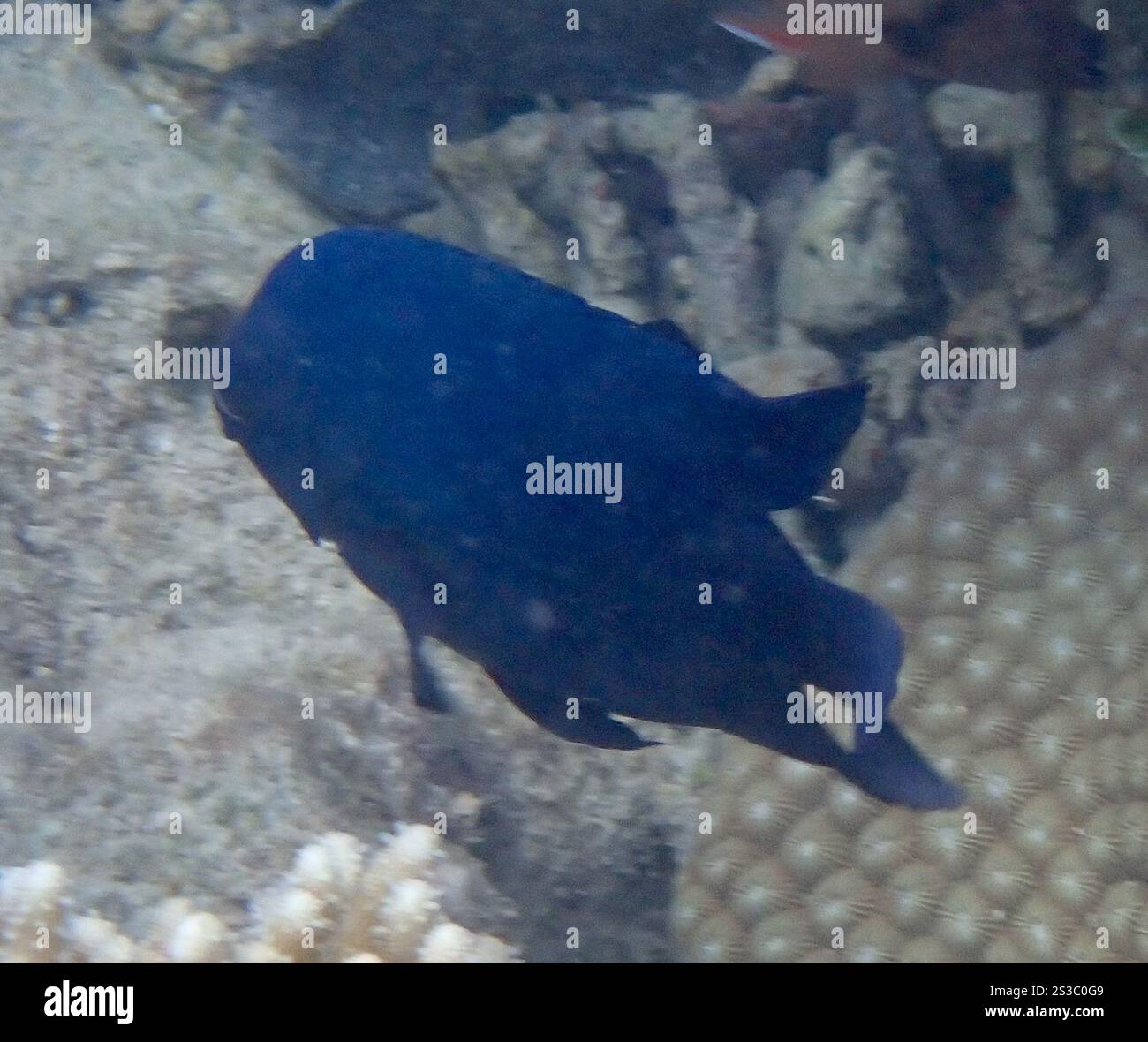 Black Damsel (Neoglyphidodon melas Stock Photo - Alamy