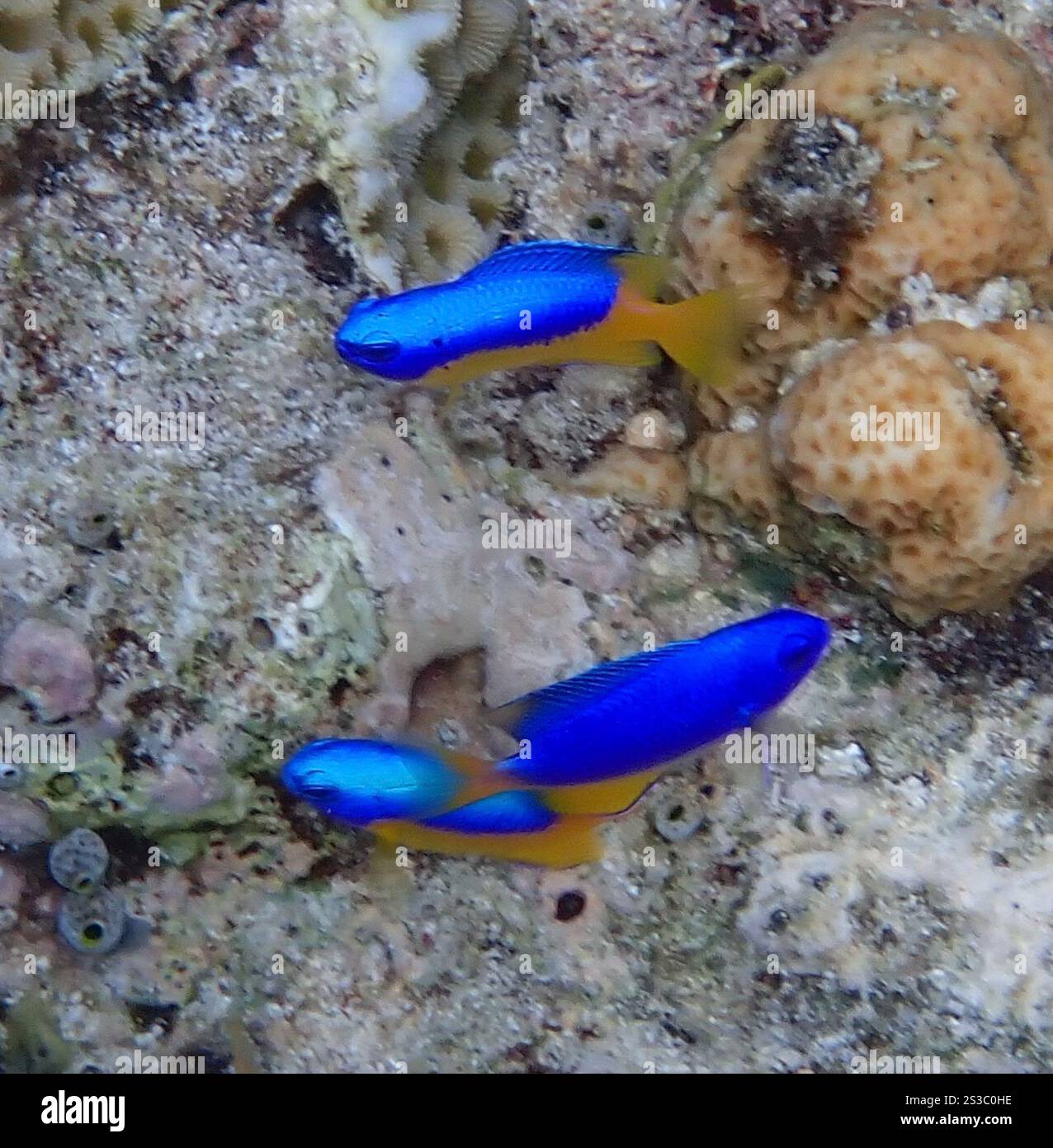 Goldbelly Damsel (Pomacentrus auriventris Stock Photo - Alamy