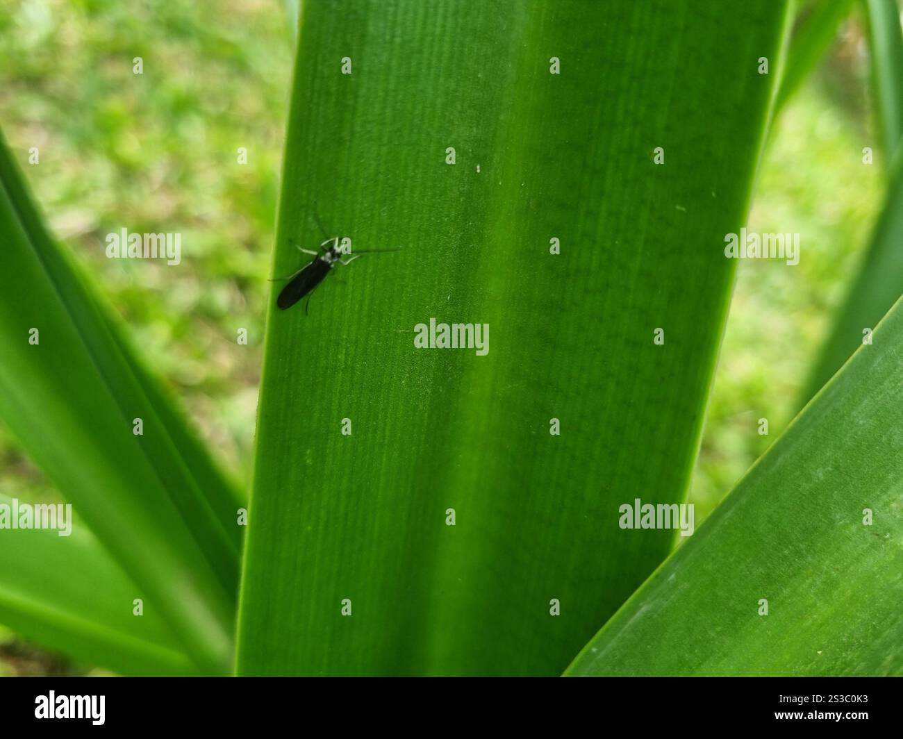 Little Black Caddisflies (Chimarra Stock Photo - Alamy