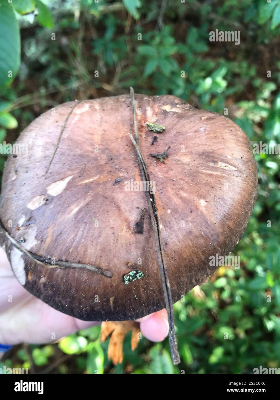 Pine Spikes (Chroogomphus vinicolor Stock Photo - Alamy