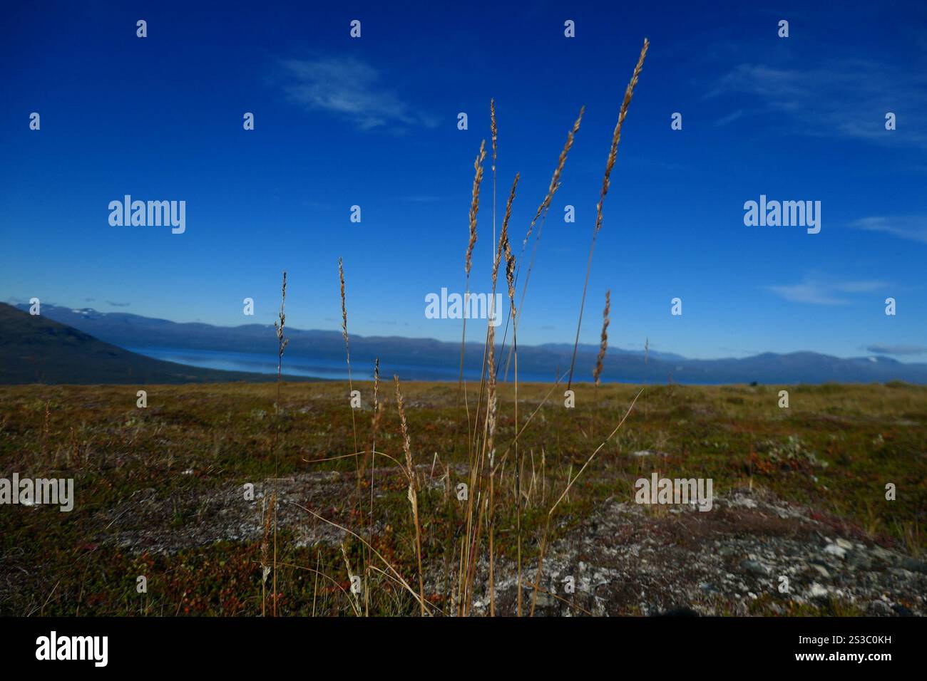Scandinavian Small-reed (Calamagrostis purpurea Stock Photo - Alamy