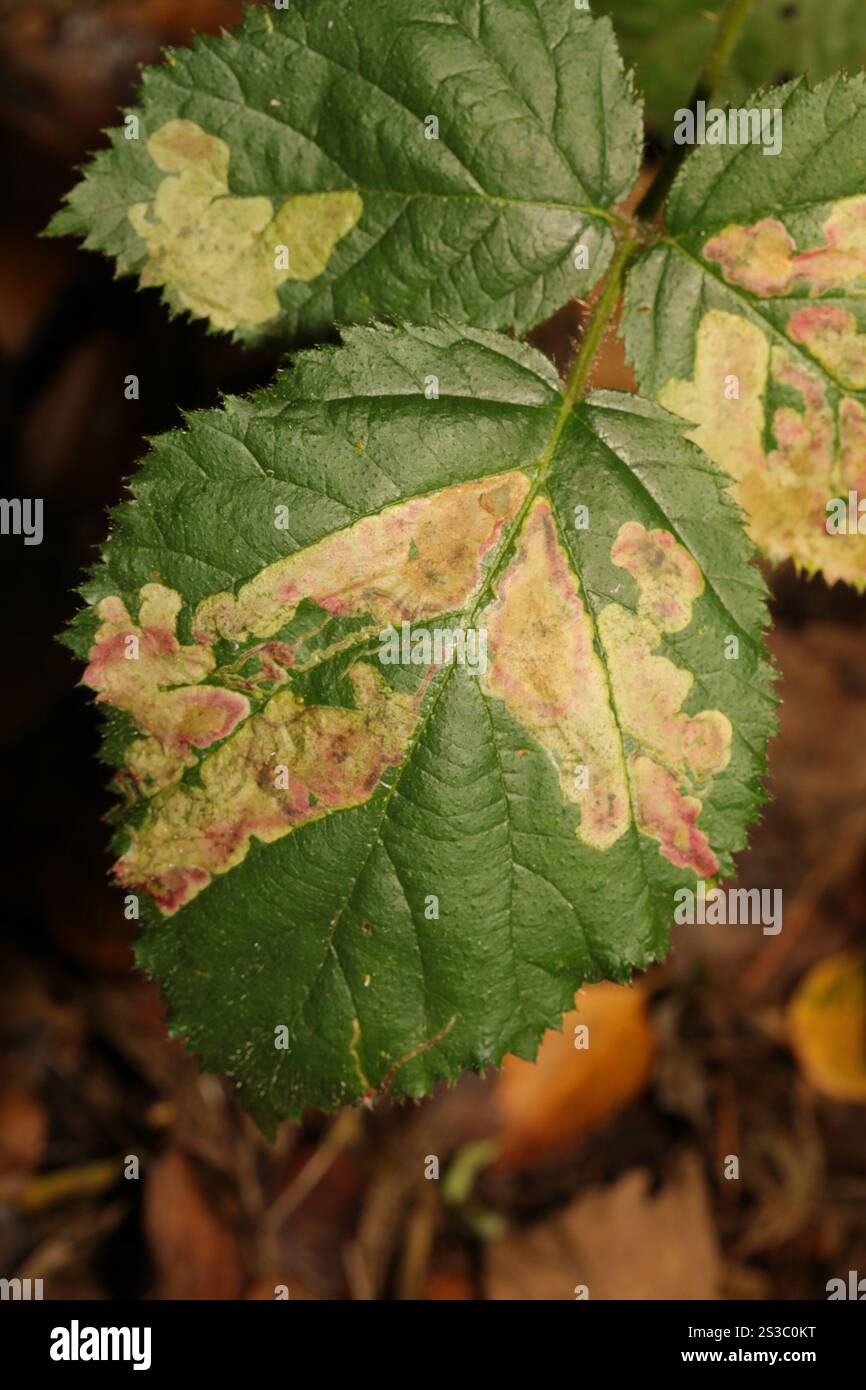 Agromyza hi-res stock photography and images - Alamy