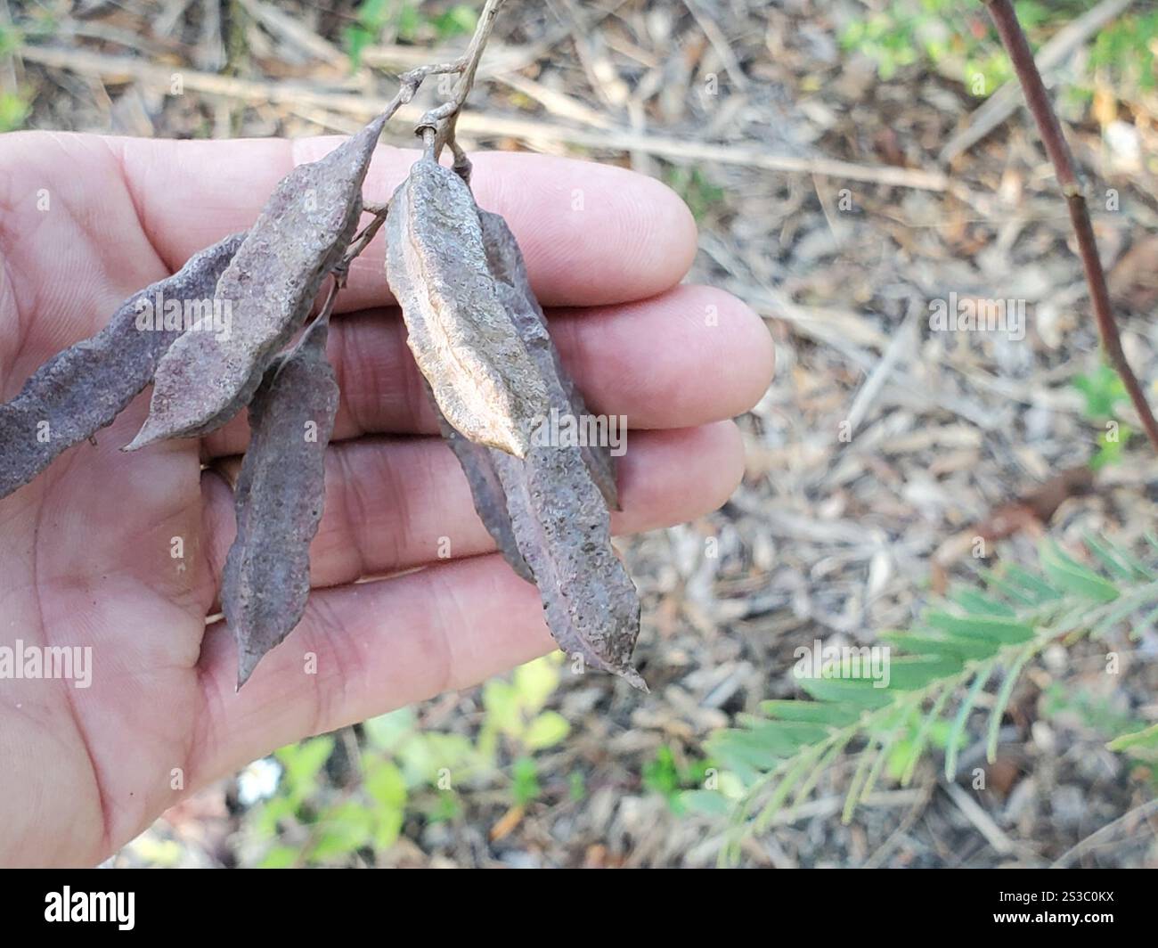 Rattlebush (Sesbania drummondii Stock Photo - Alamy