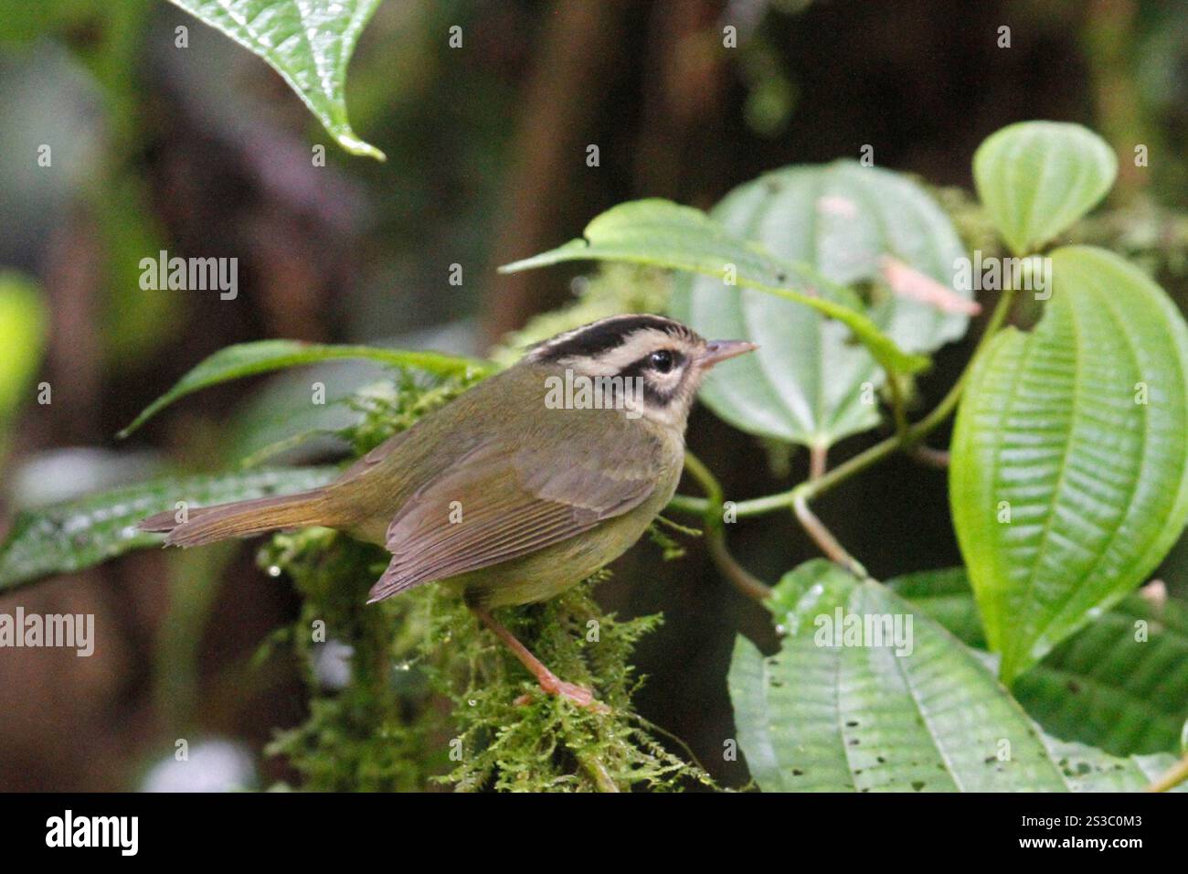 Costa Rican Warbler (Basileuterus melanotis Stock Photo - Alamy