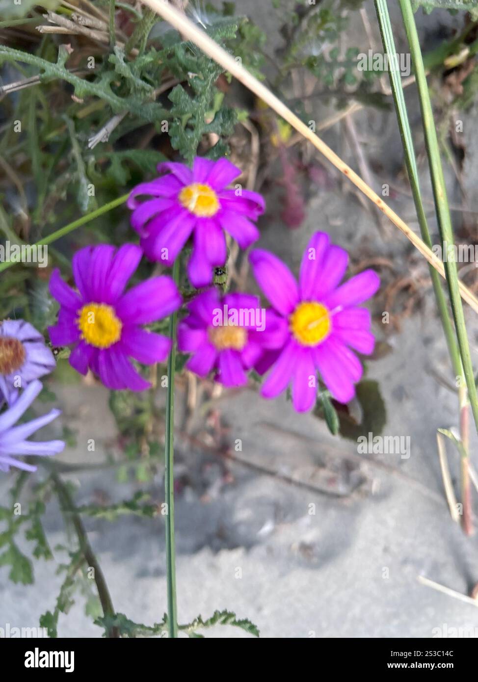 Red-purple Ragwort (Senecio elegans Stock Photo - Alamy