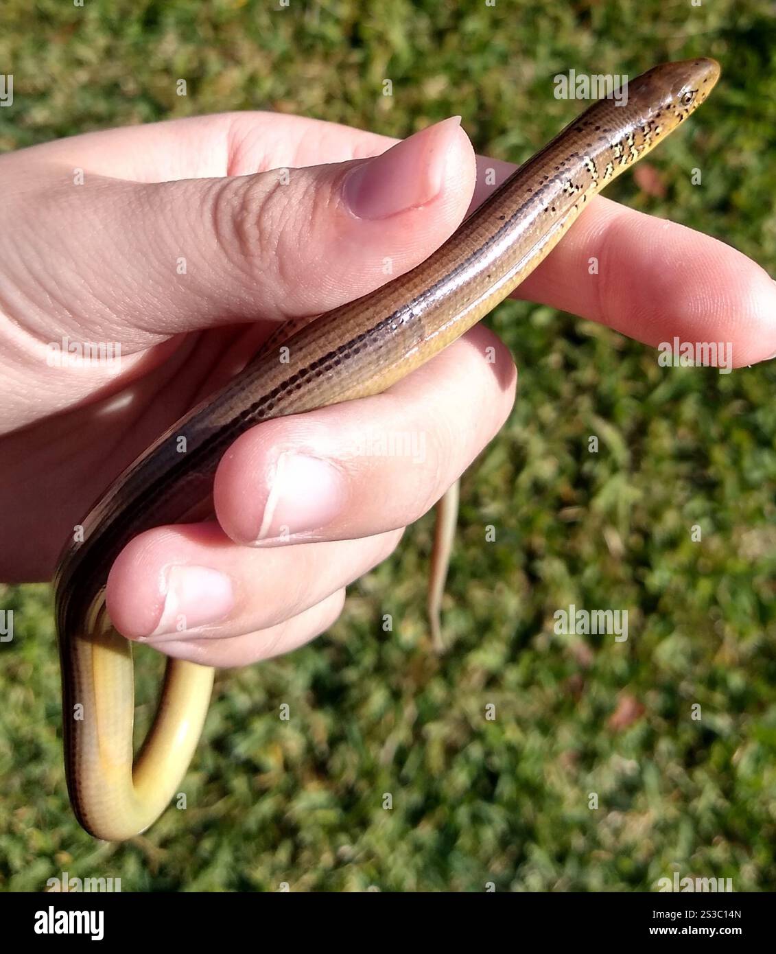 Eastern Glass Lizard (Ophisaurus ventralis Stock Photo - Alamy