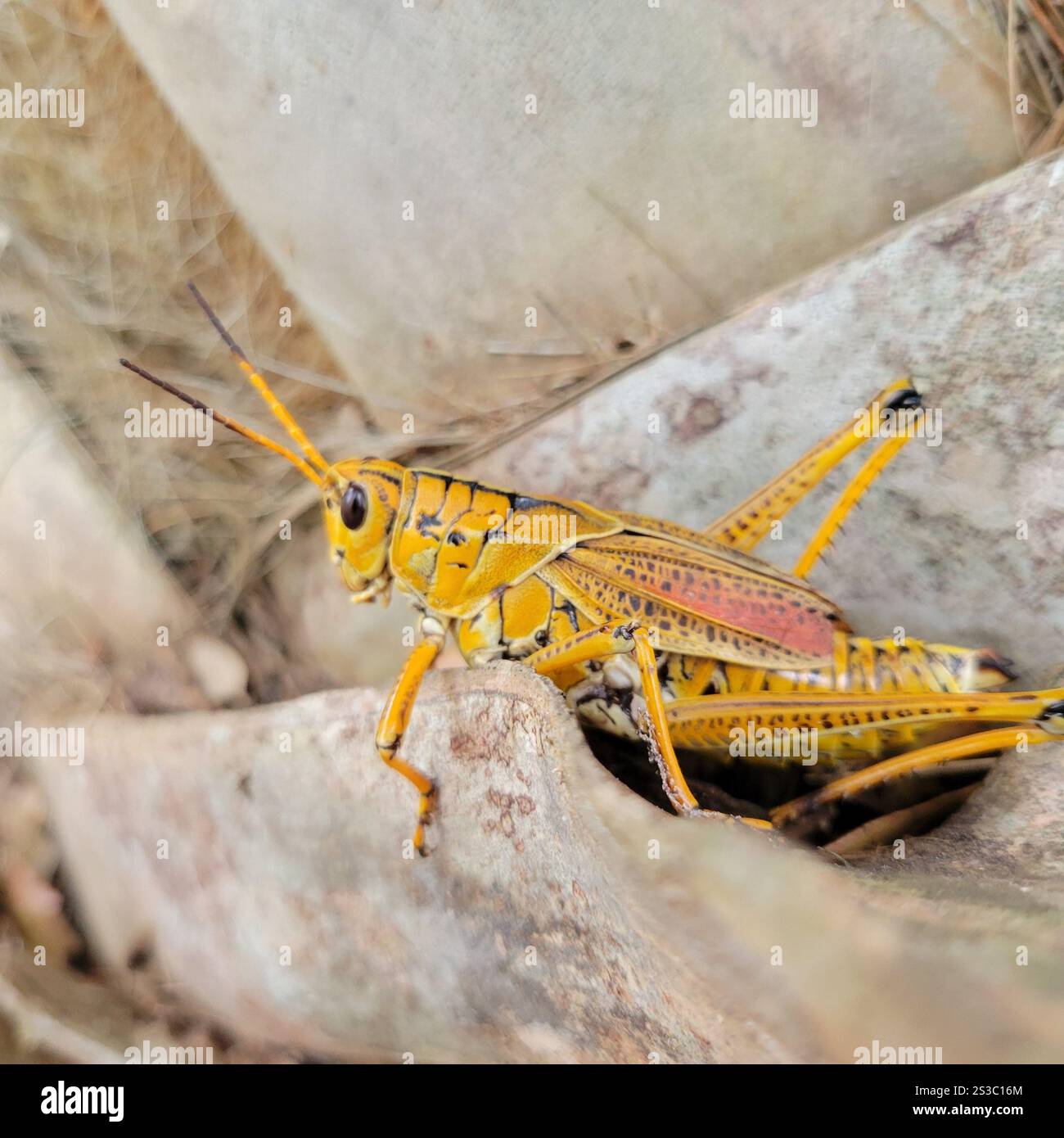 Eastern Lubber Grasshopper (Romalea microptera Stock Photo - Alamy