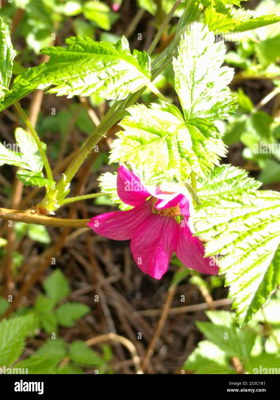Salmonberry (Rubus spectabilis Stock Photo - Alamy