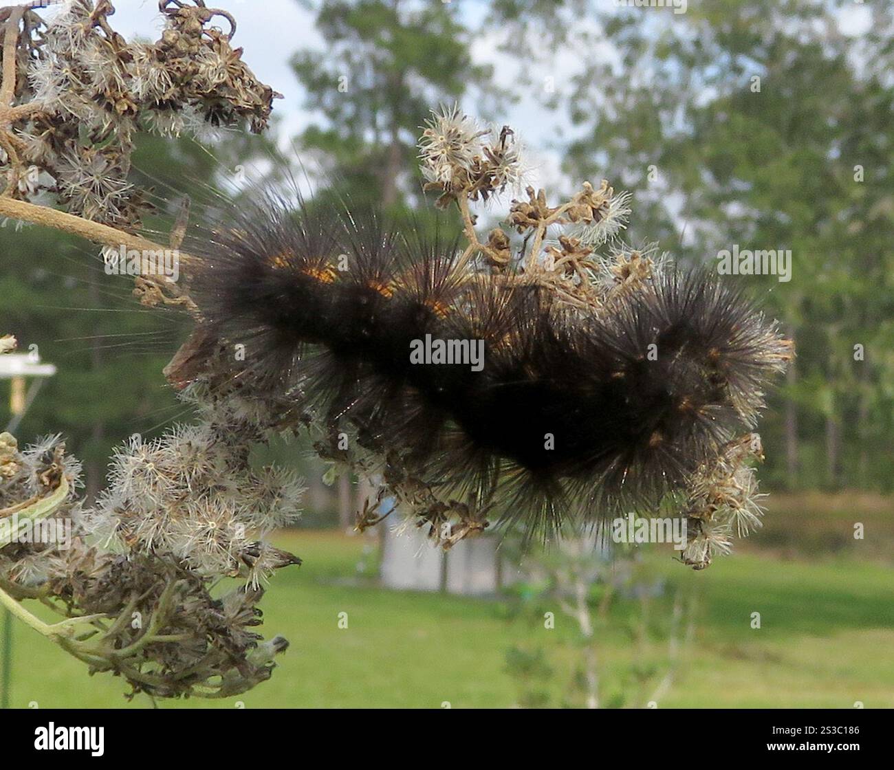 Salt Marsh Moth (Estigmene acrea Stock Photo - Alamy