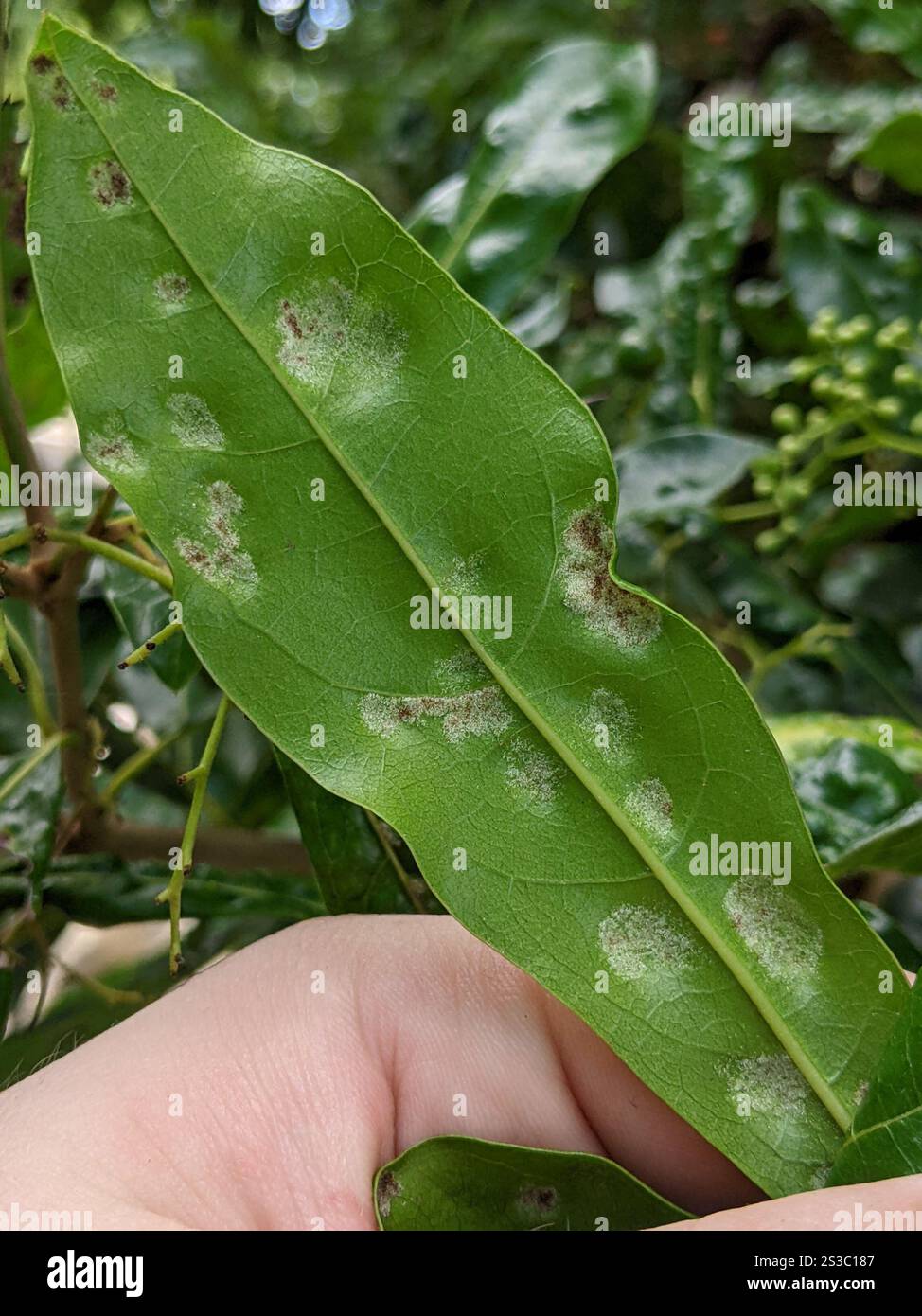 Gall and Rust Mites (Eriophyidae Stock Photo - Alamy