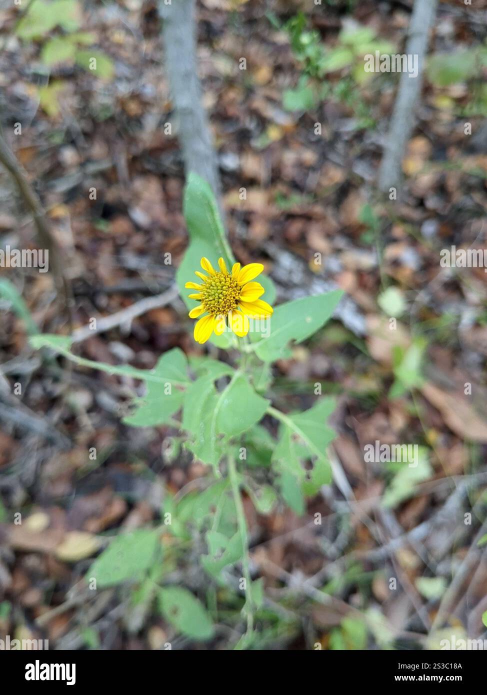 Toothleaf Goldeneye (Viguiera dentata Stock Photo - Alamy
