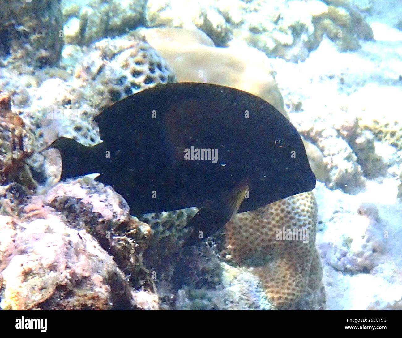 Surgeonfishes, Tangs, and Unicornfishes (Acanthuridae Stock Photo - Alamy