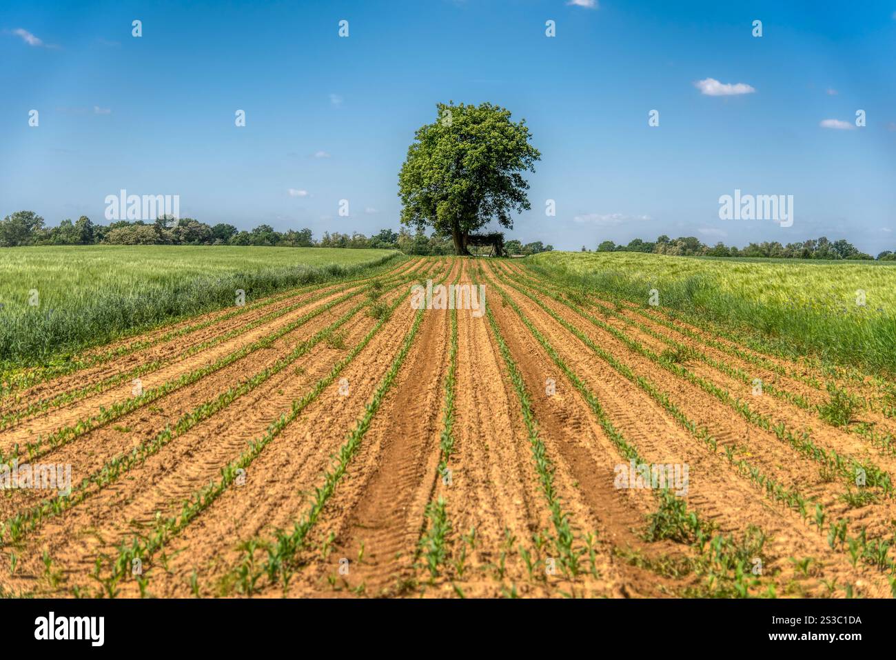 view of the agrarian landscape dividing the field into sectors of wheat ...