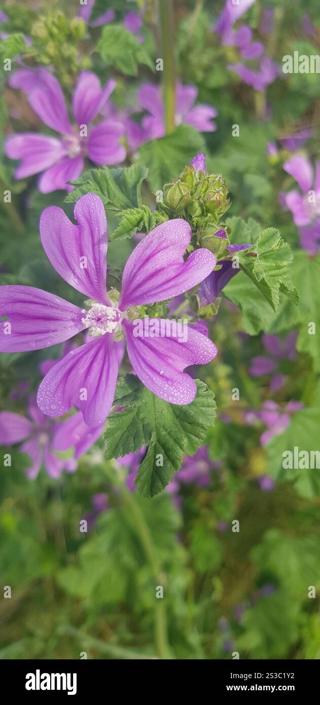 Common Mallow (Malva sylvestris Stock Photo - Alamy