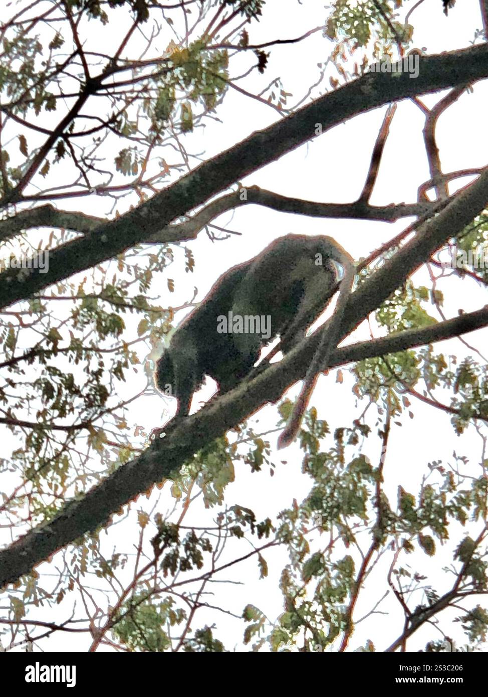 Dusky Leaf Monkey (Trachypithecus obscurus Stock Photo - Alamy