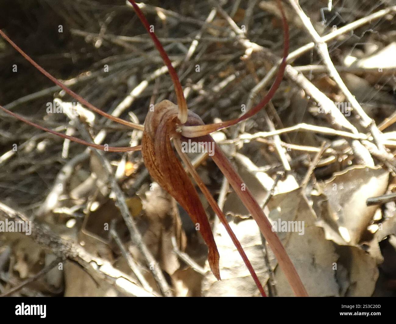 Spider-flower (Arachnitis uniflora Stock Photo - Alamy