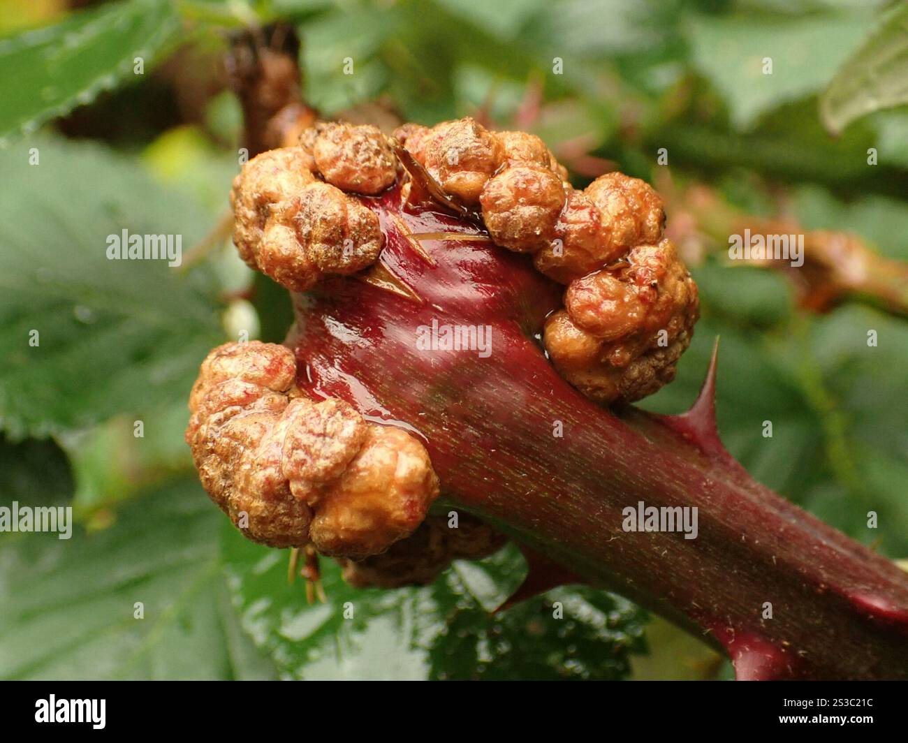 bacterial crown gall (Agrobacterium radiobacter Stock Photo - Alamy