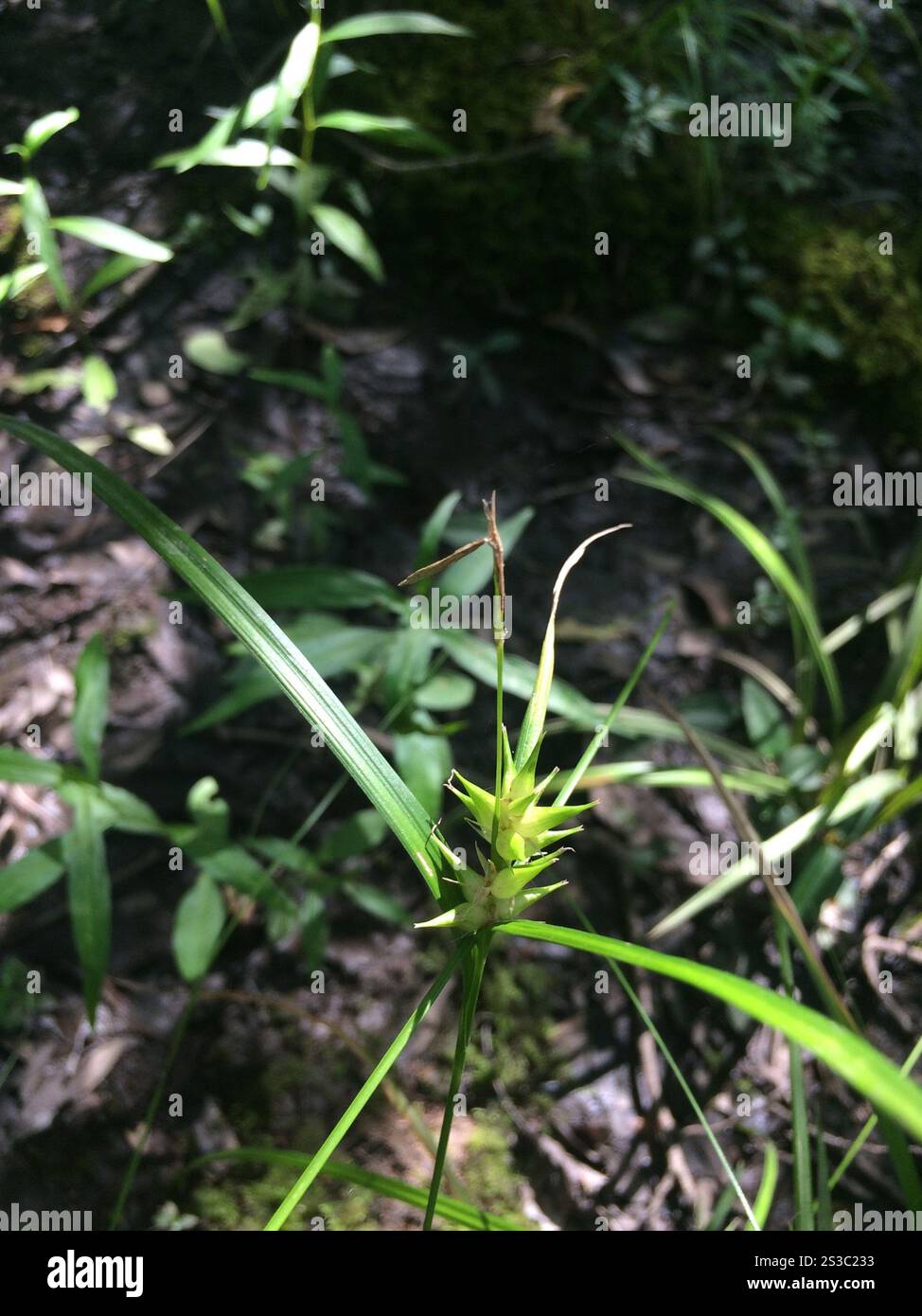 bladder sedge (Carex intumescens Stock Photo - Alamy