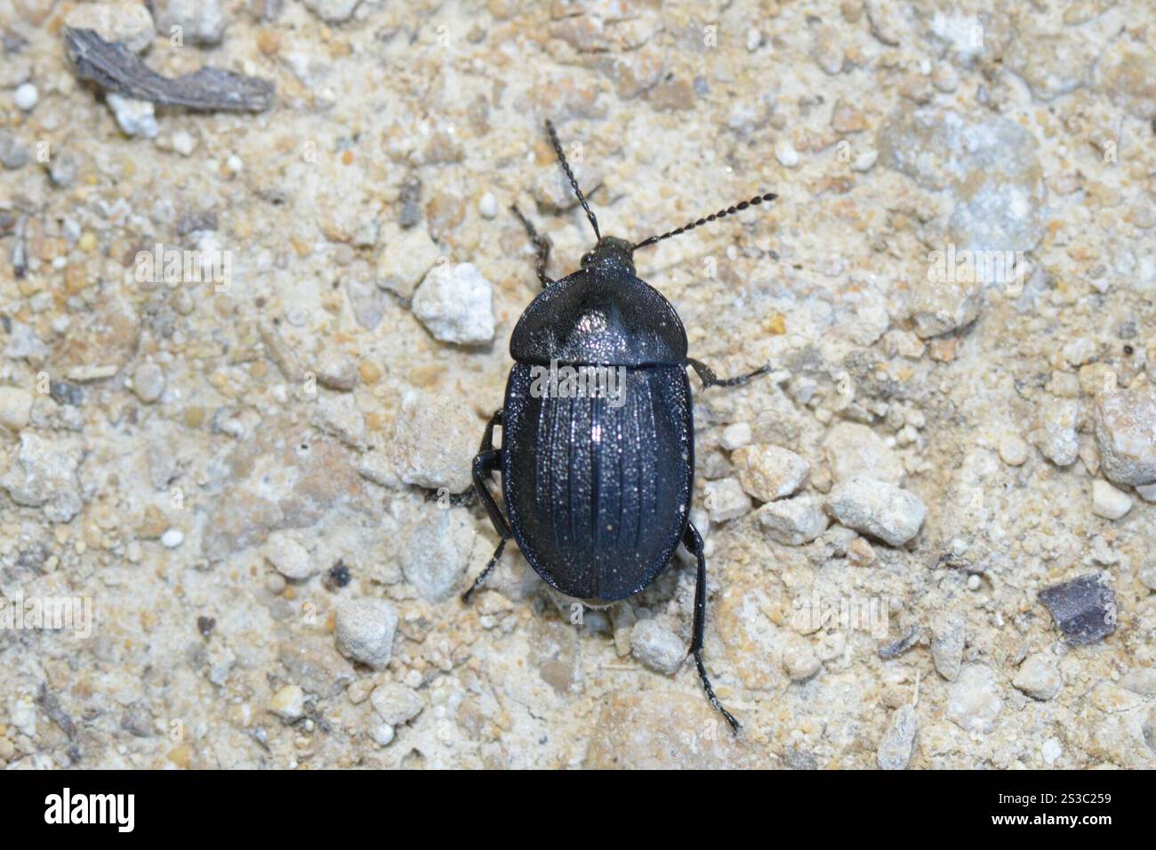 Black snail beetle (Phosphuga atrata Stock Photo - Alamy