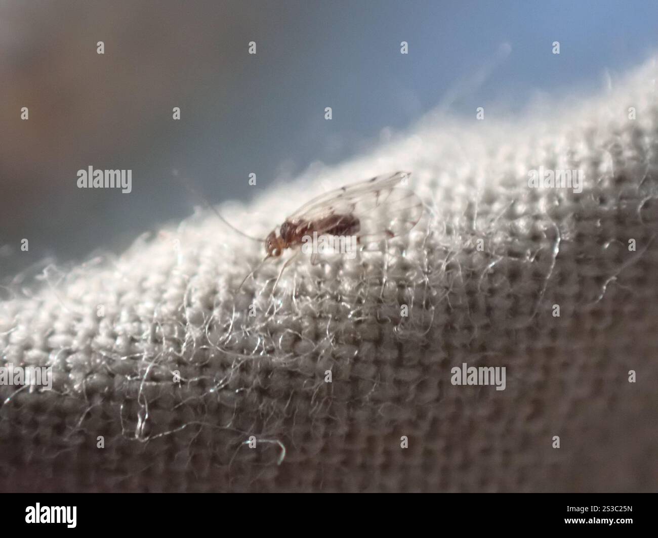 Barklice, Booklice, and Parasitic Lice (Psocodea Stock Photo - Alamy