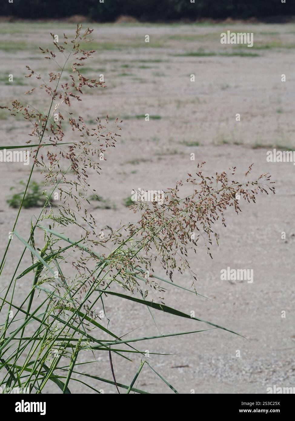 Johnson grass (Sorghum halepense Stock Photo - Alamy