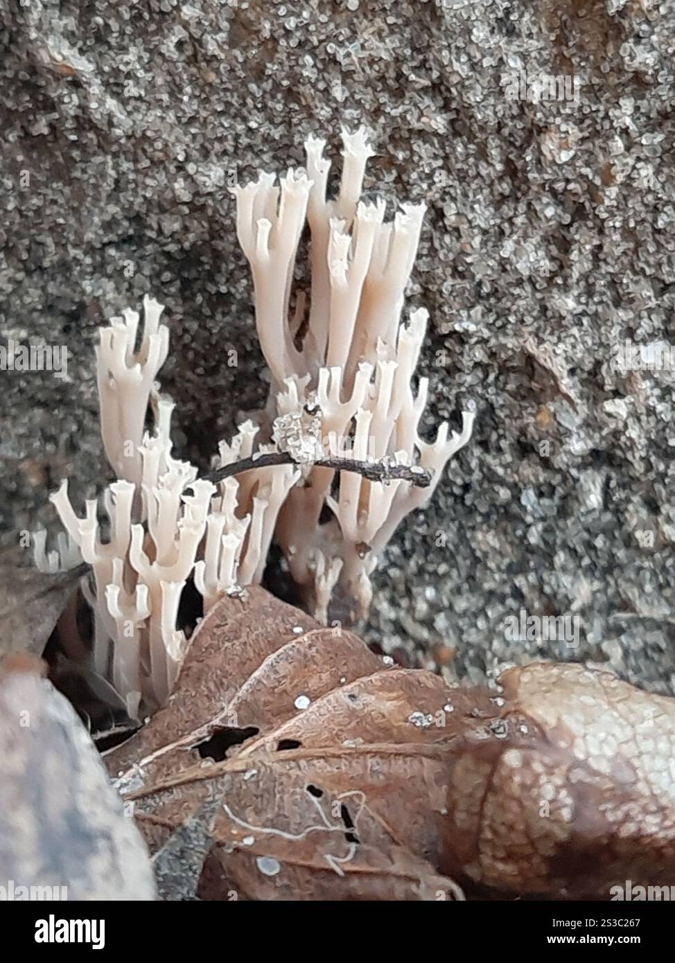 crown-tipped coral fungus (Artomyces pyxidatus Stock Photo - Alamy