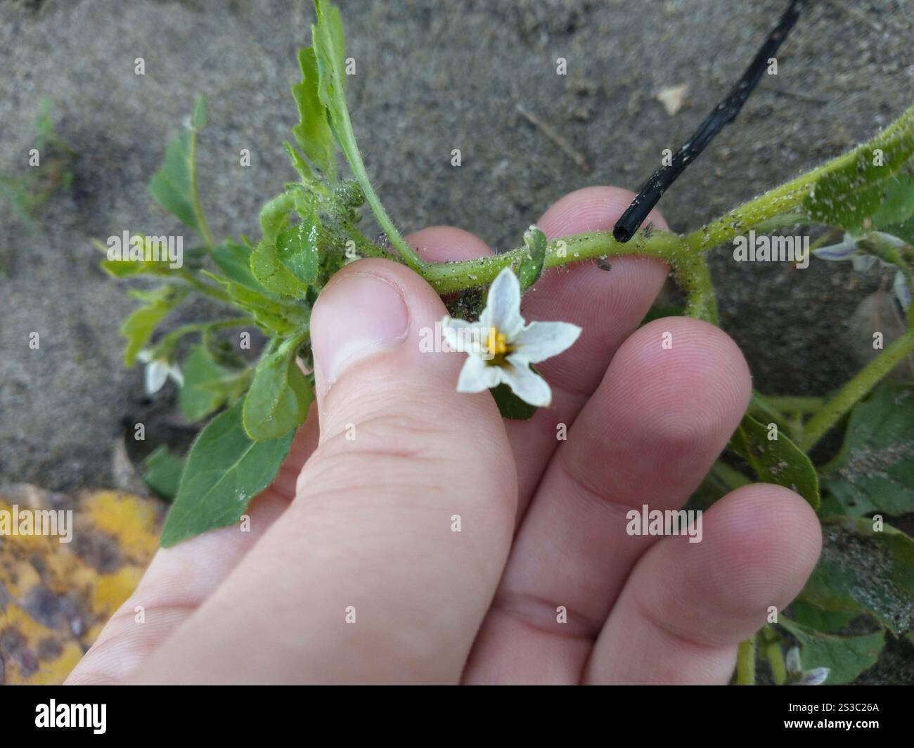 Green Nightshade (Solanum nitidibaccatum Stock Photo - Alamy