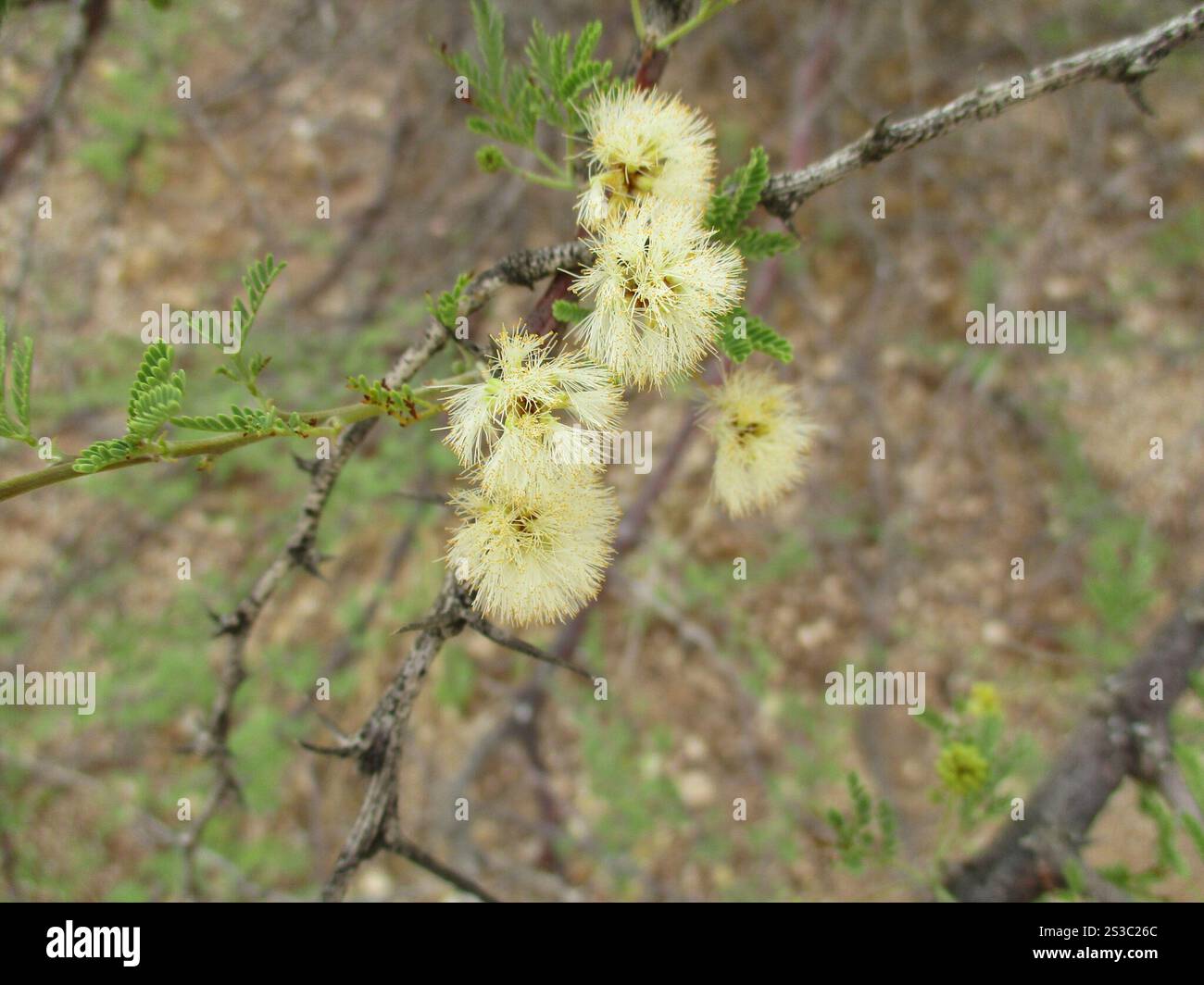 Red Umbrella Thorn (Vachellia reficiens reficiens Stock Photo - Alamy