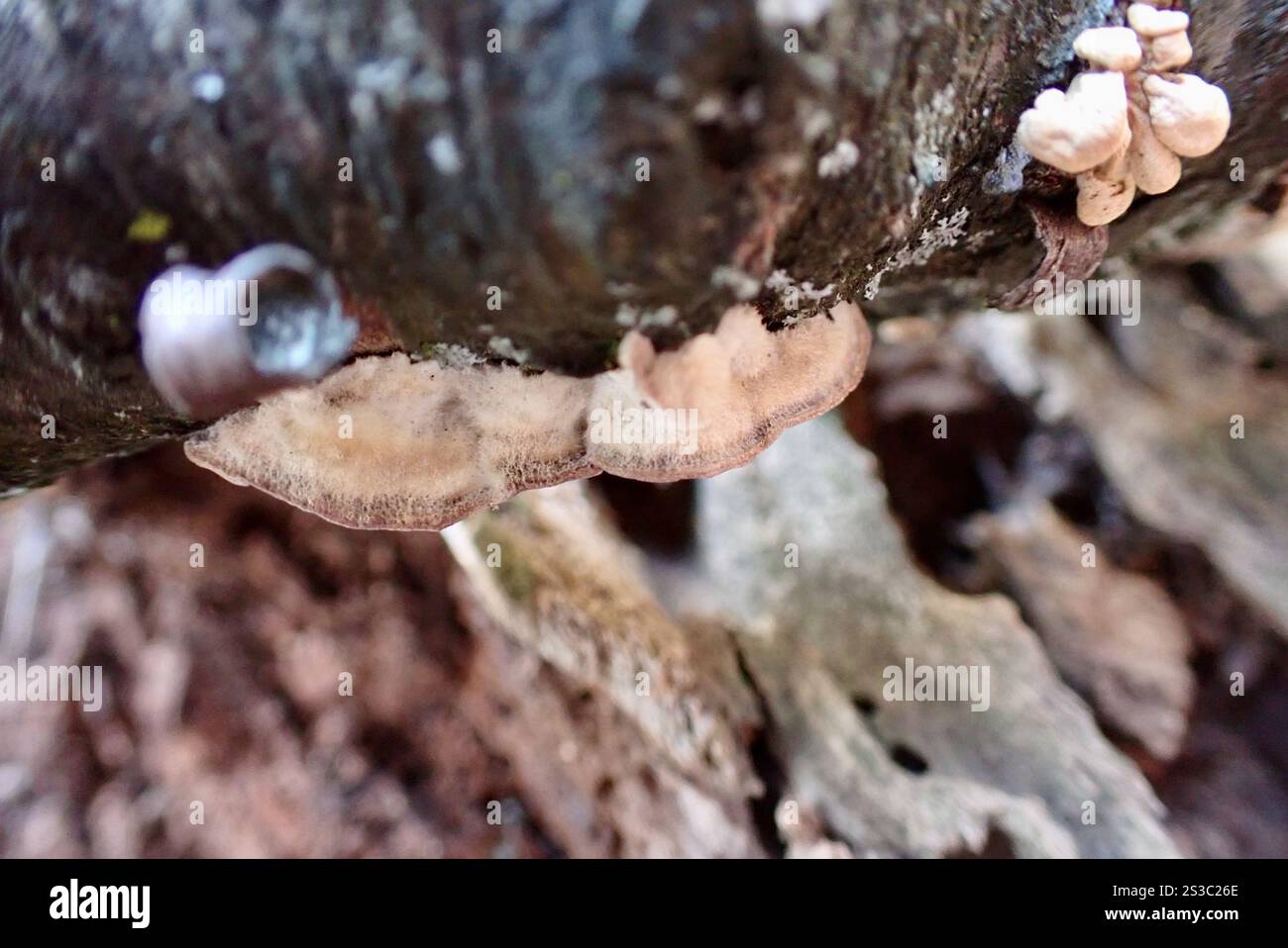 violet-toothed polypore (Trichaptum biforme Stock Photo - Alamy