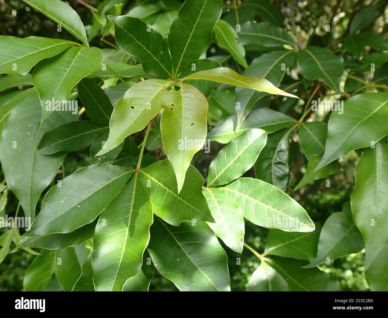 Red Currant-rhus (Searsia chirindensis Stock Photo - Alamy