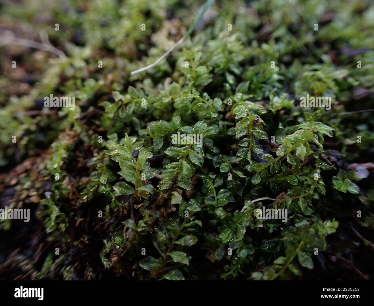 Wavy-leaf Moss (Plagiomnium ciliare Stock Photo - Alamy