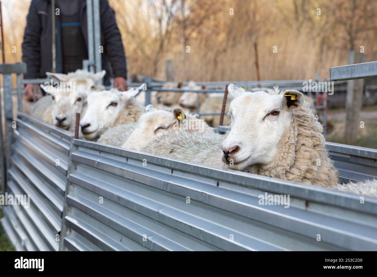 releasing a flock of sheep in springtime with worm cure Stock Photo - Alamy